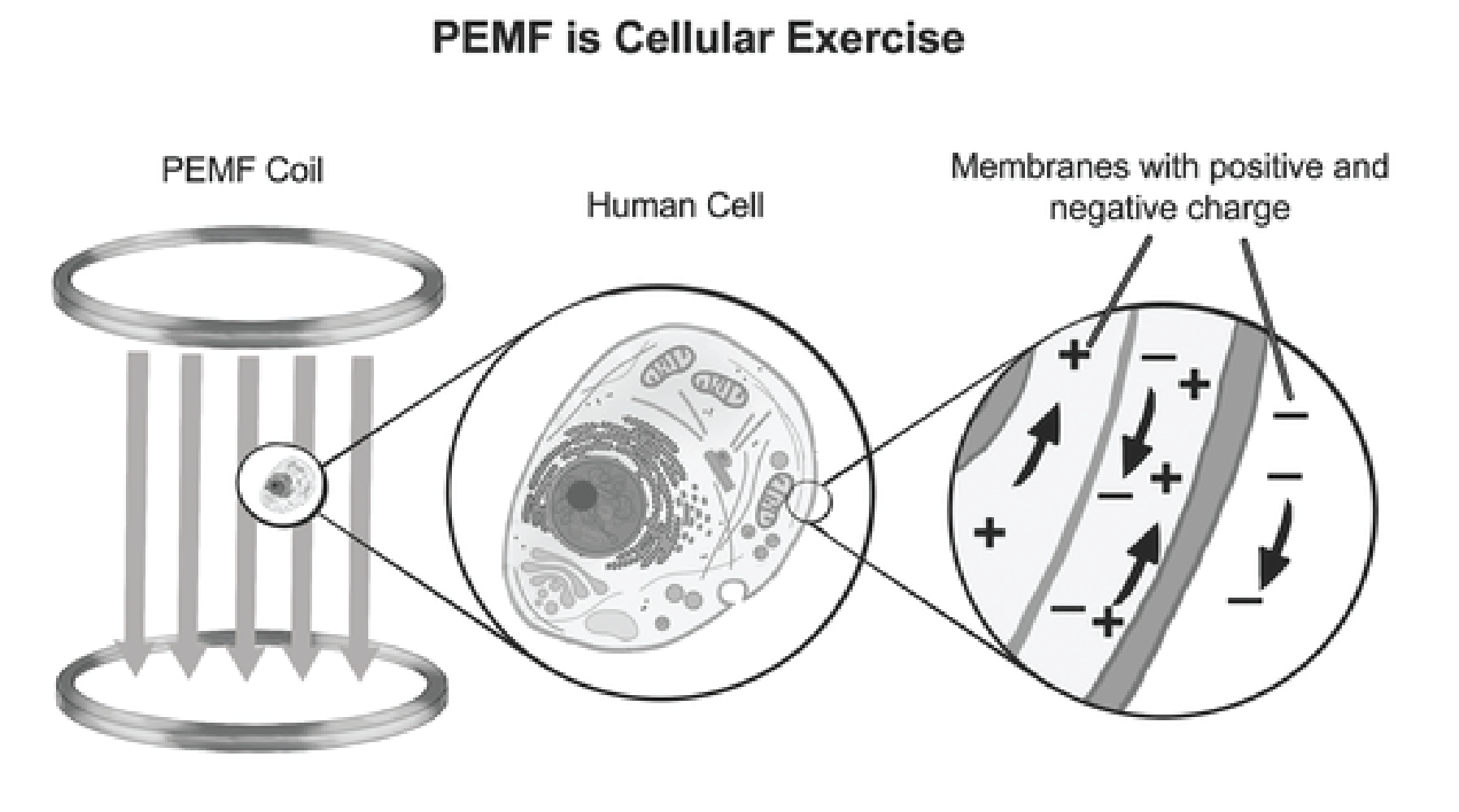 What is PEMF? - Official Website for iMRS2000